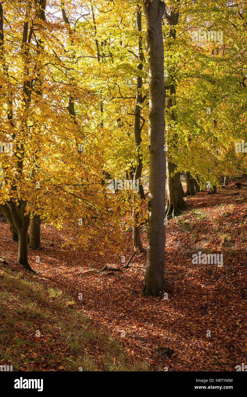 Fagus sylvatica – glorious autumn colour of European Beech trees in a ...