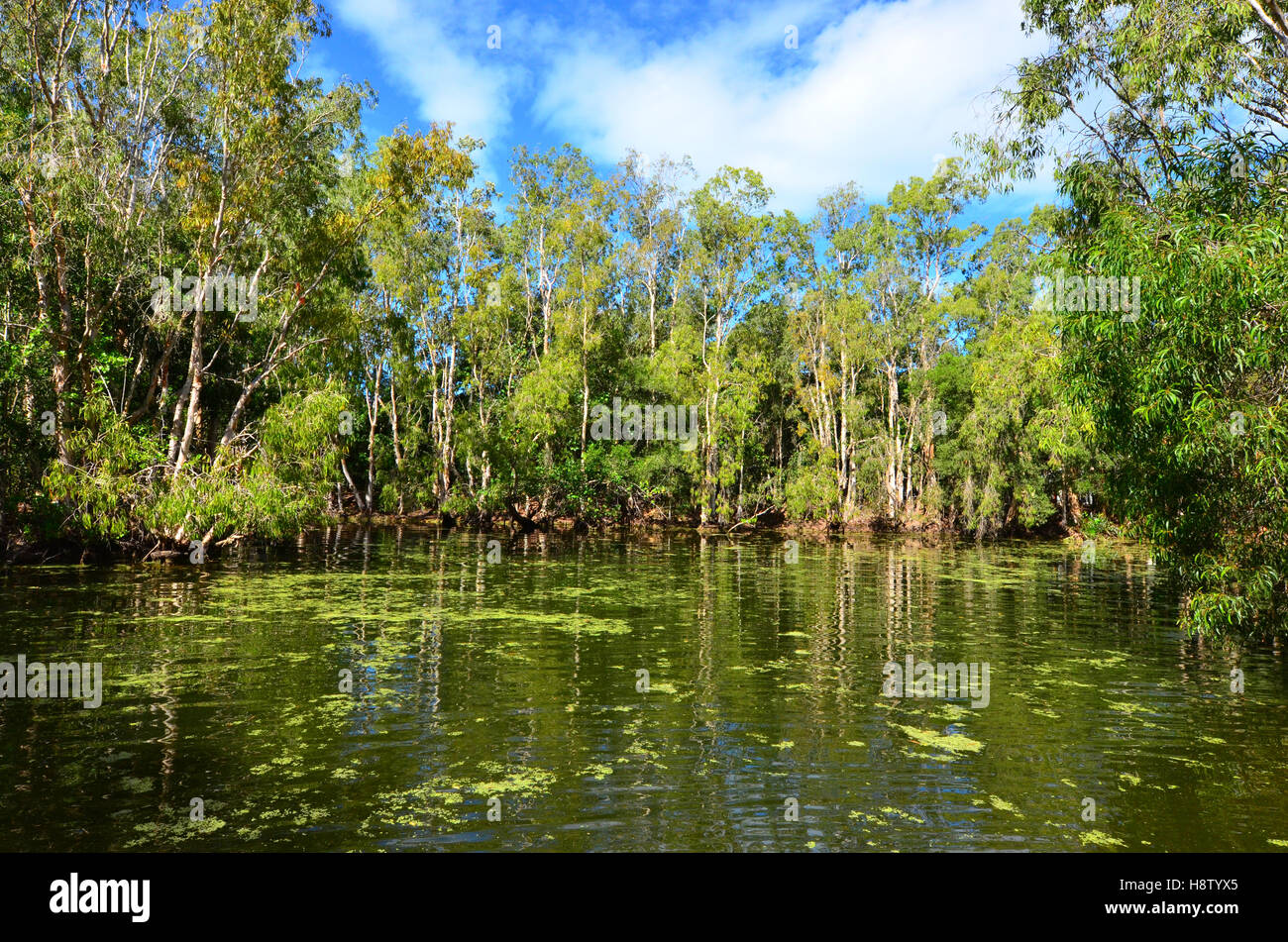 Gum Trees High Resolution Stock Photography and Images - Alamy