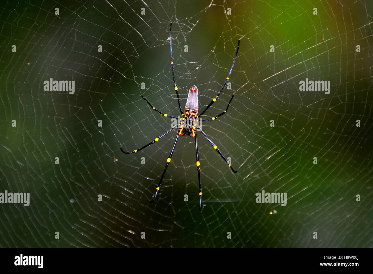 Australian Golden Orb Weaver Spider High Resolution Stock Photography ...
