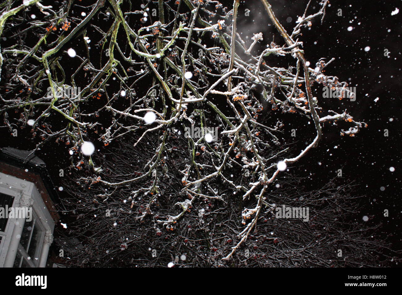 Snow covered branches of a tree - Christmas scene Stock Photo - Alamy