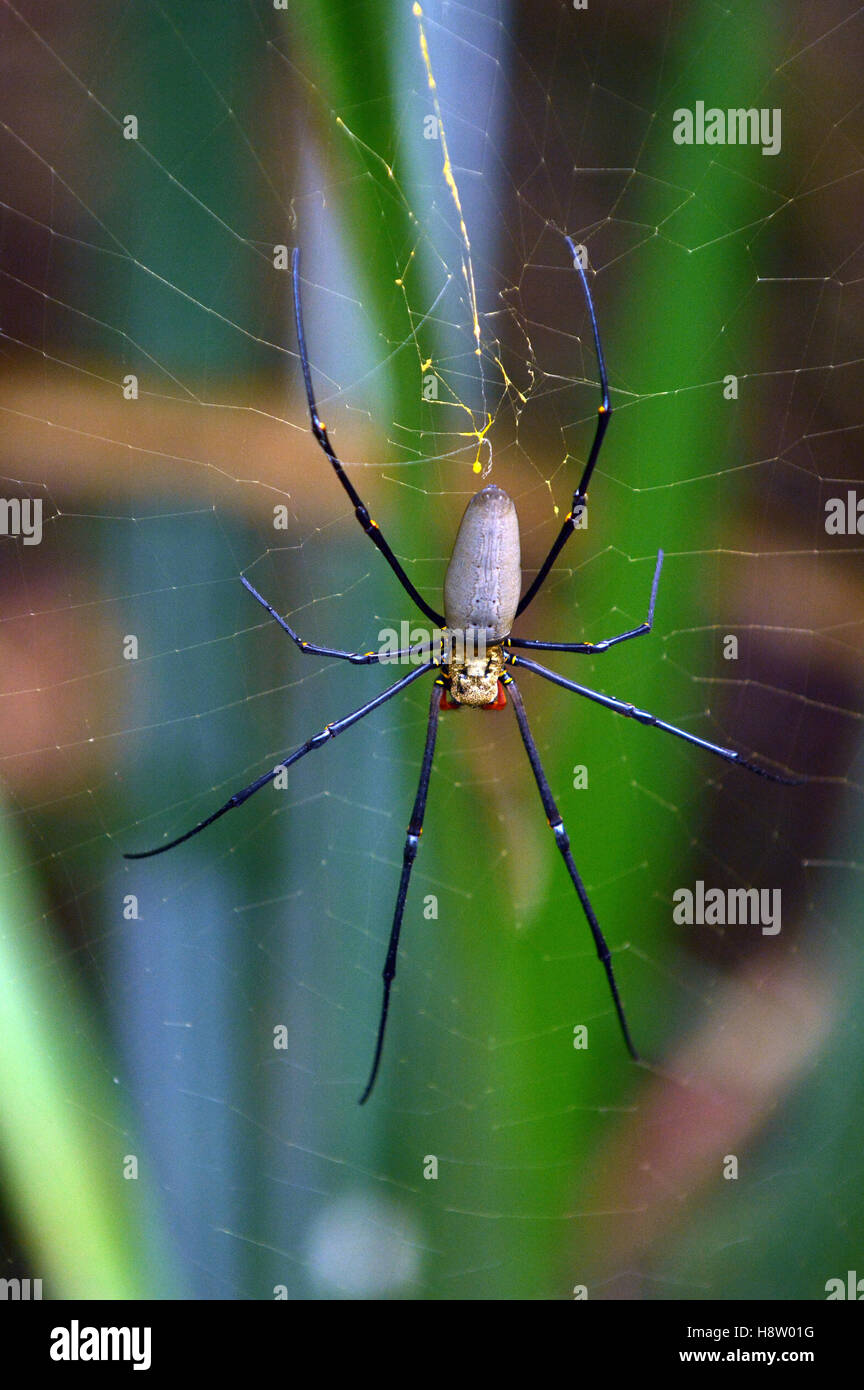 Australian Golden Orb Weaver Spider High Resolution Stock Photography ...