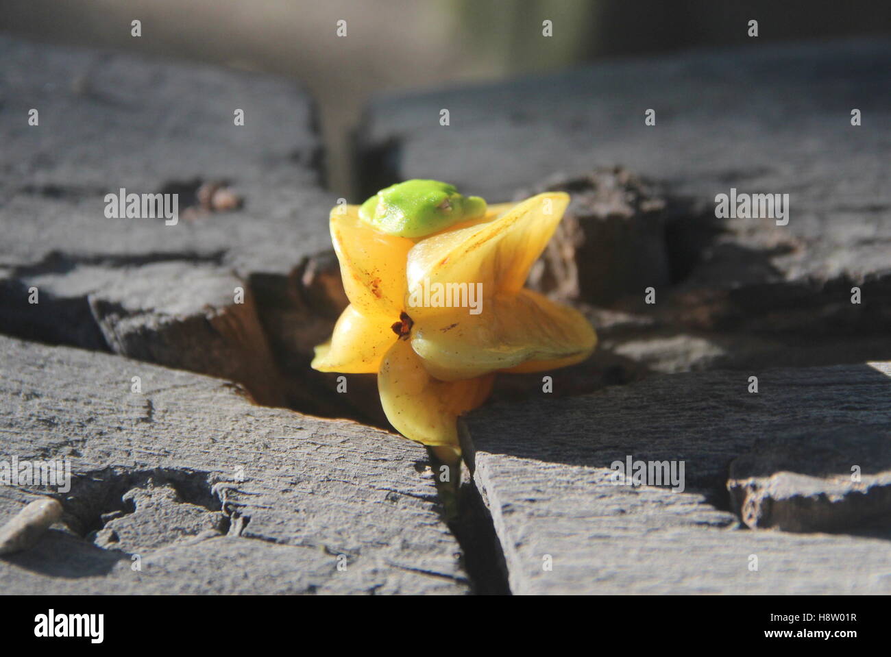Frog fruit hi-res stock photography and images - Alamy