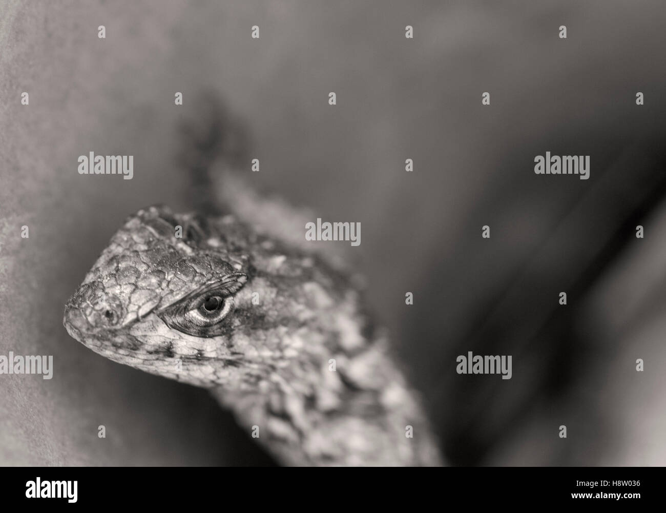 Lizard reptile animal wildlife hi-res stock photography and images - Alamy