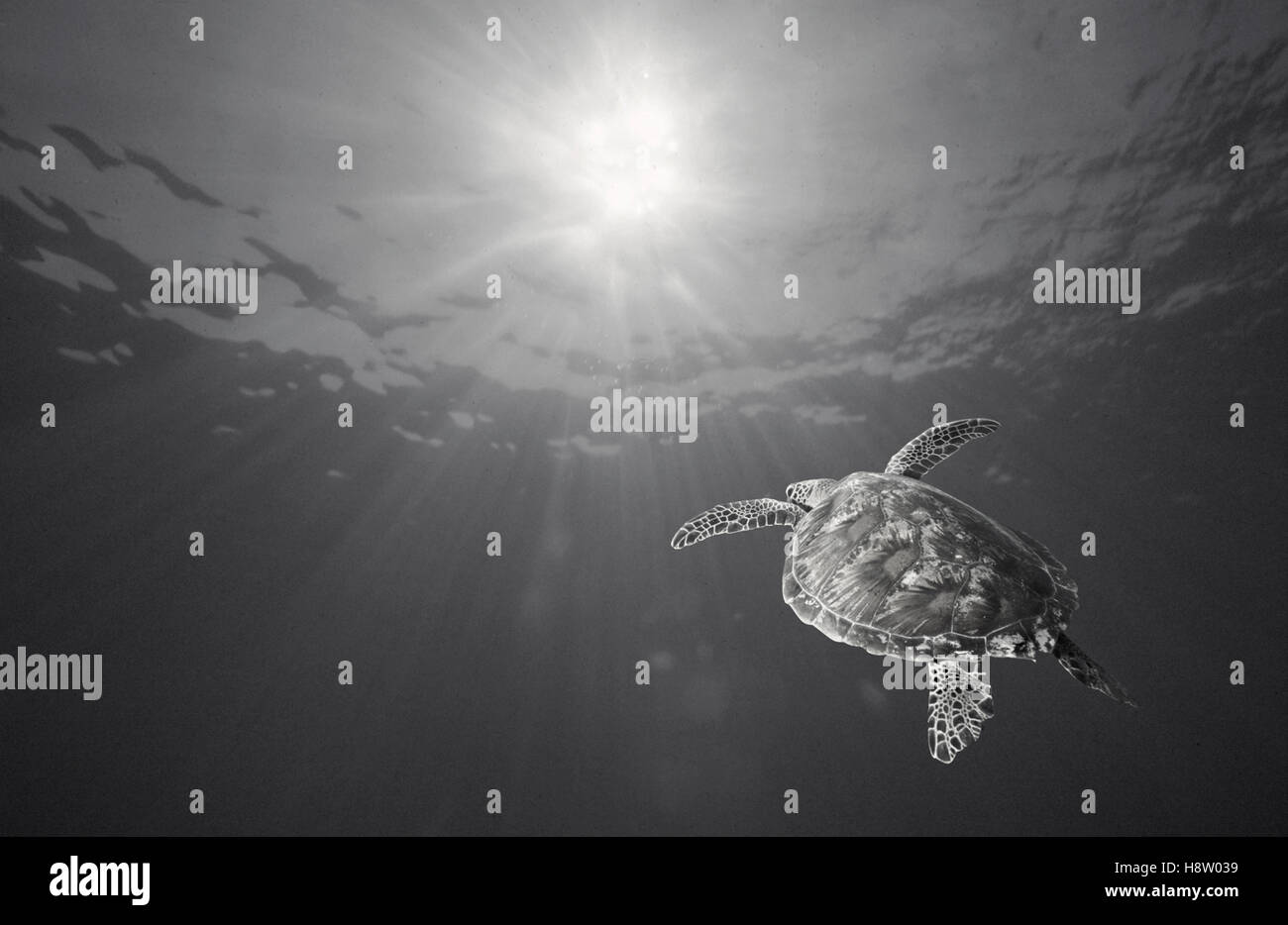 Turtle with sunburst hi-res stock photography and images - Alamy