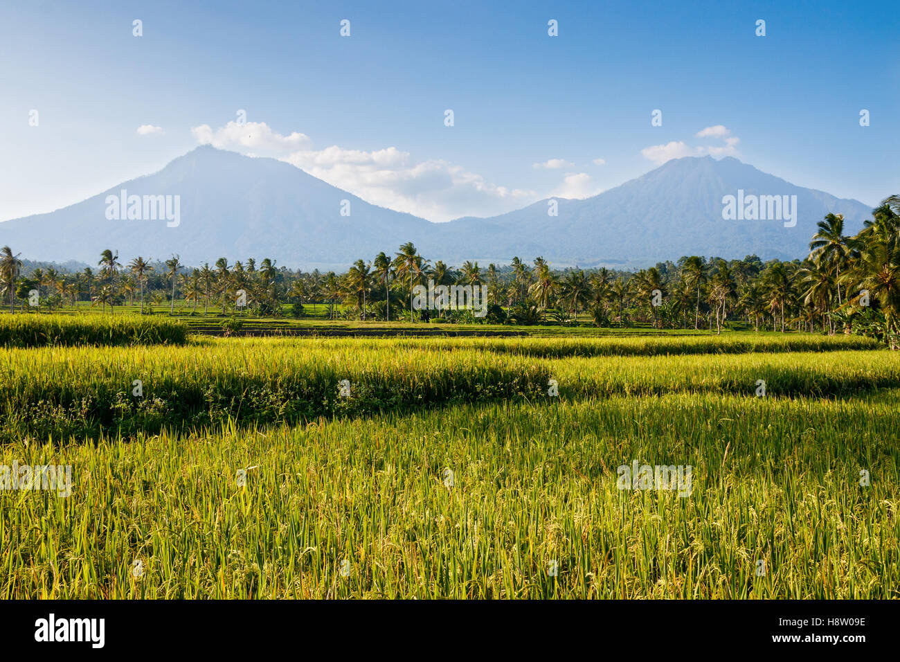 Rice fields with a view of the Gunung Rante (left) the Gunung Ijen ...