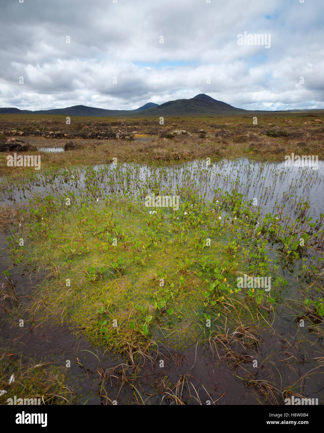 Rspb forsinard flows sutherland hi-res stock photography and images - Alamy