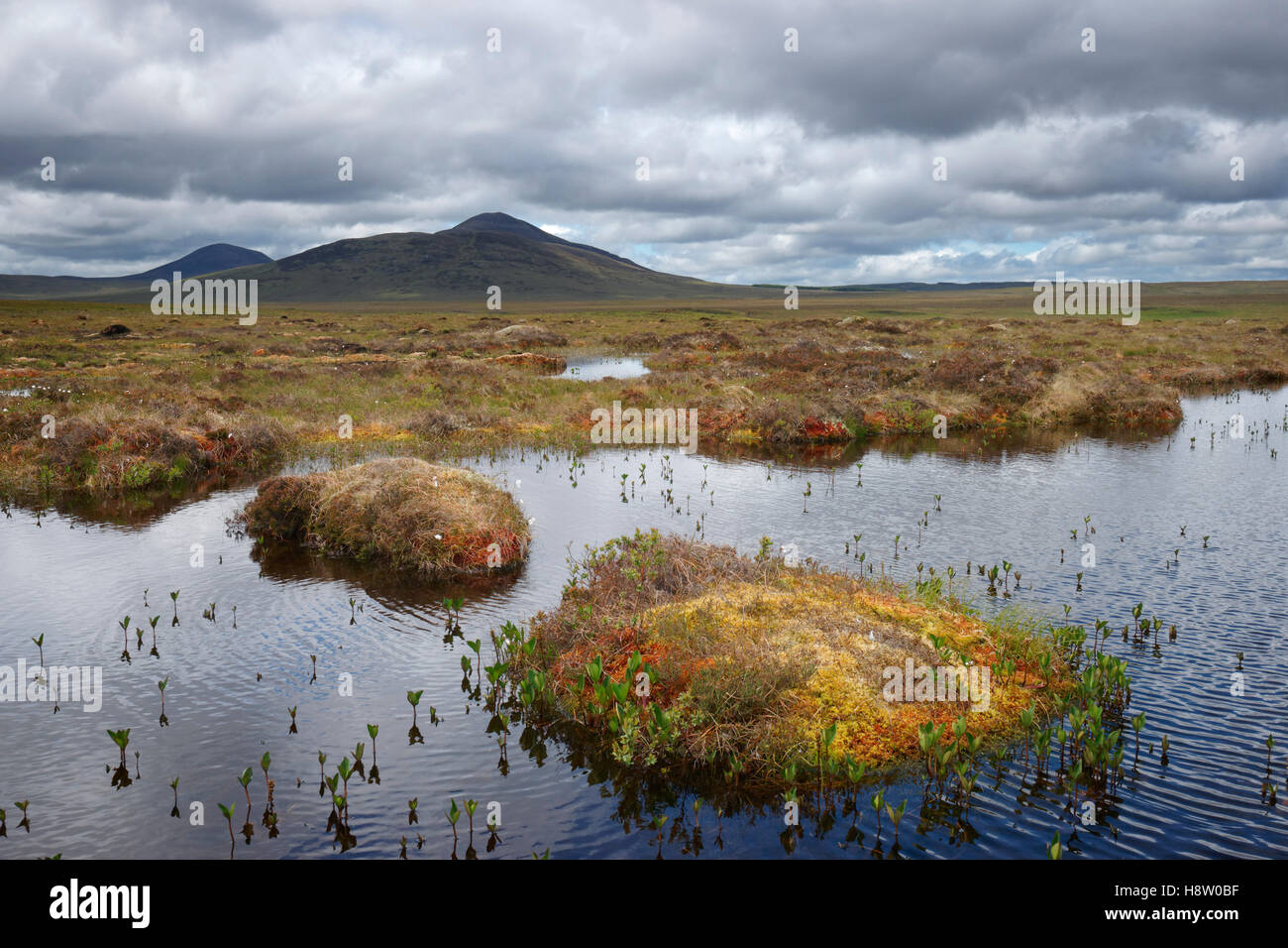 Forsinard flows scotland hi-res stock photography and images - Alamy