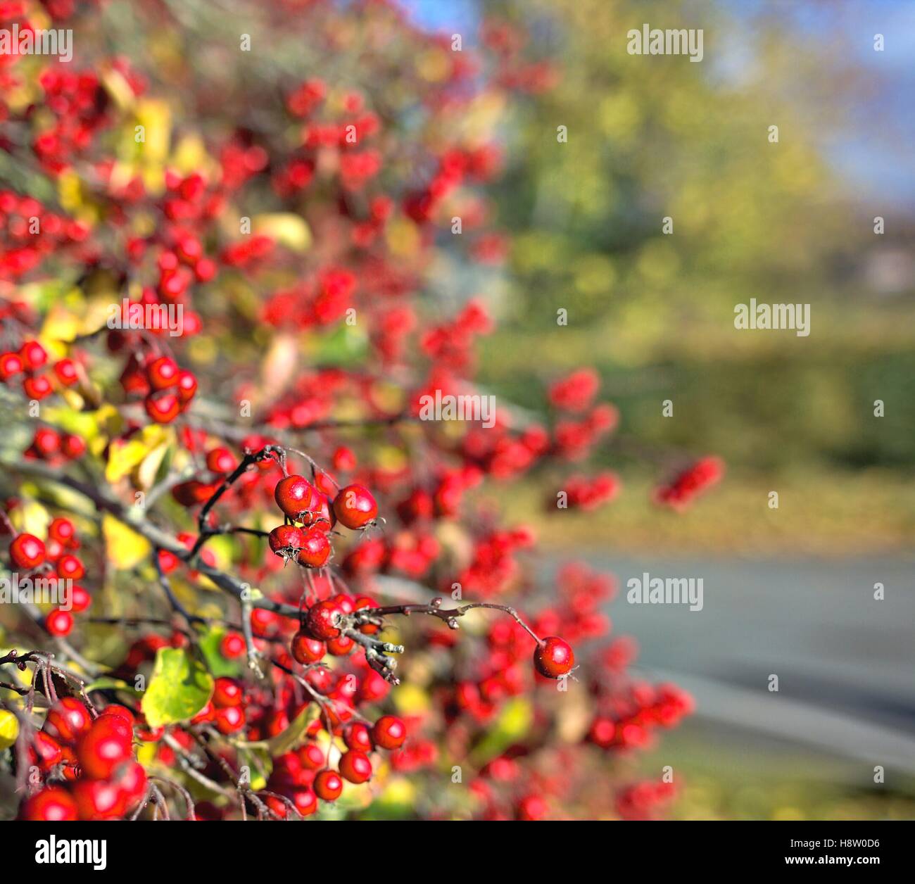 Berry red autumn haw ripe fruit uk High Resolution Stock Photography ...