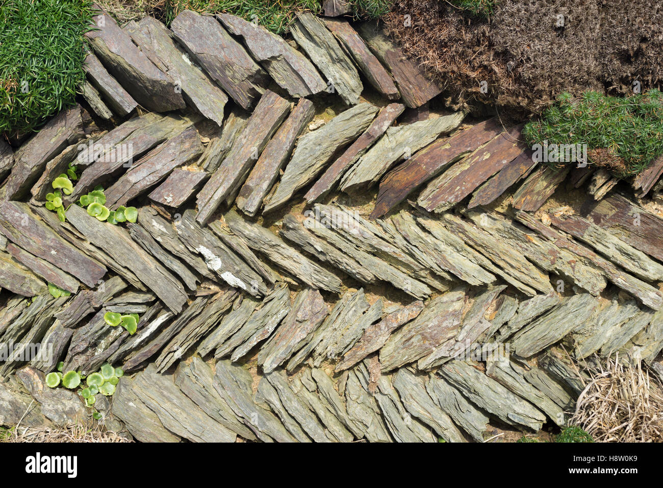 Cornish stone hedge with coursed herringbone pattern, Cornwall Stock ...