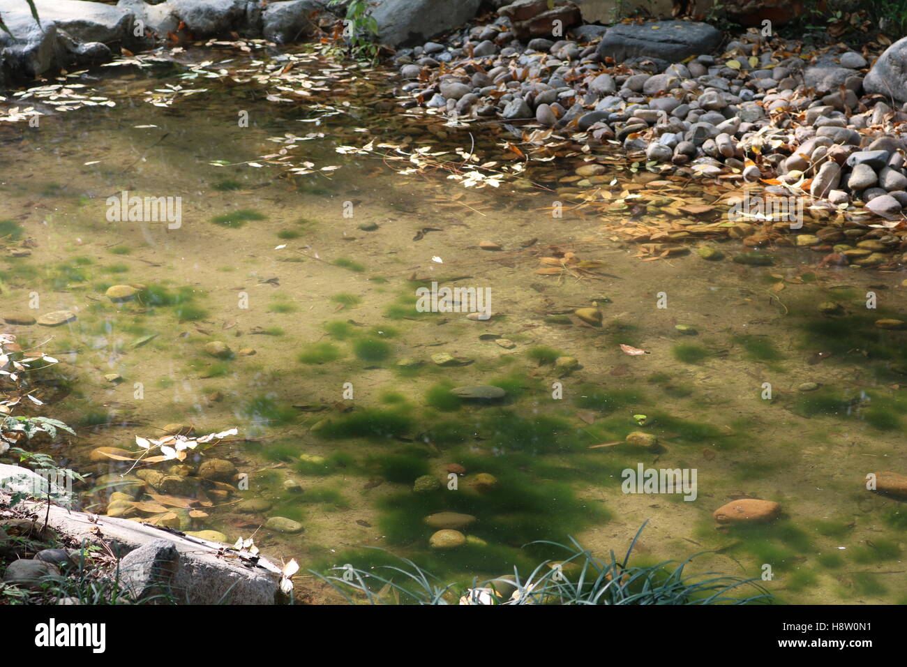 leave floating down gentle stream Stock Photo - Alamy