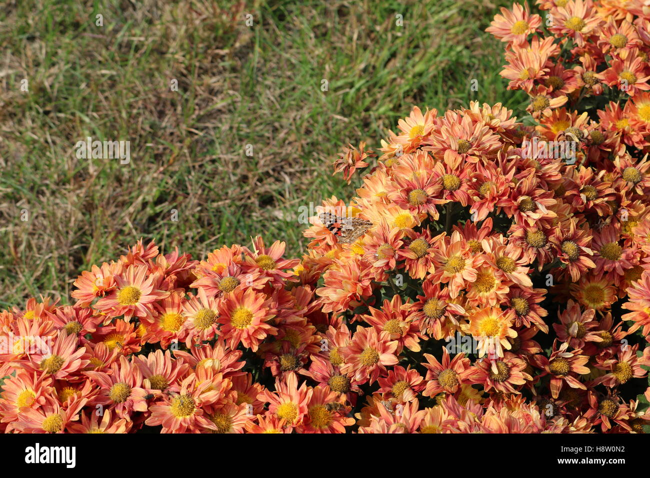 Fall colored Flowers Stock Photo - Alamy