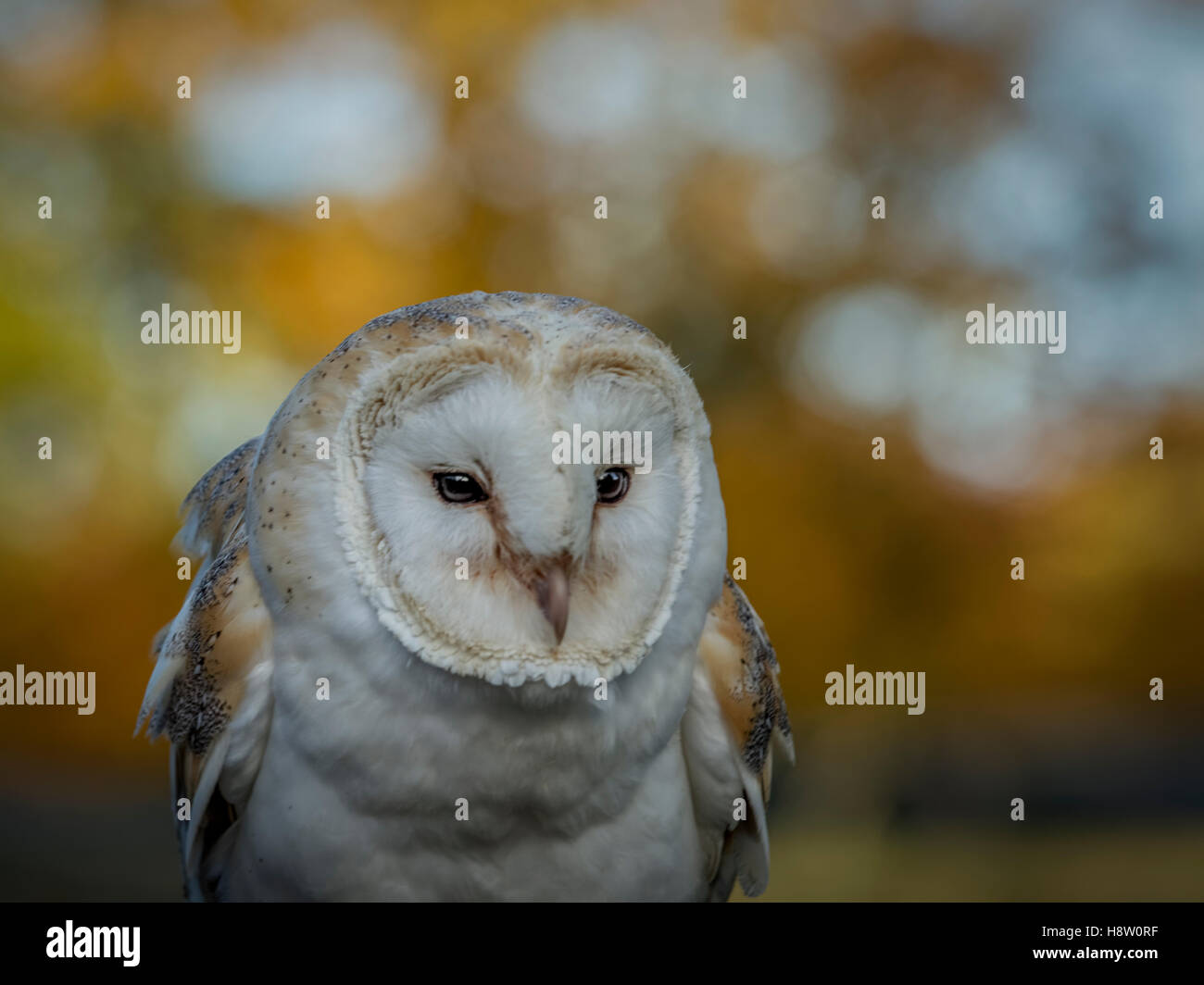 Barn owl looking straight ahead with out of focus autumn leaves on ...