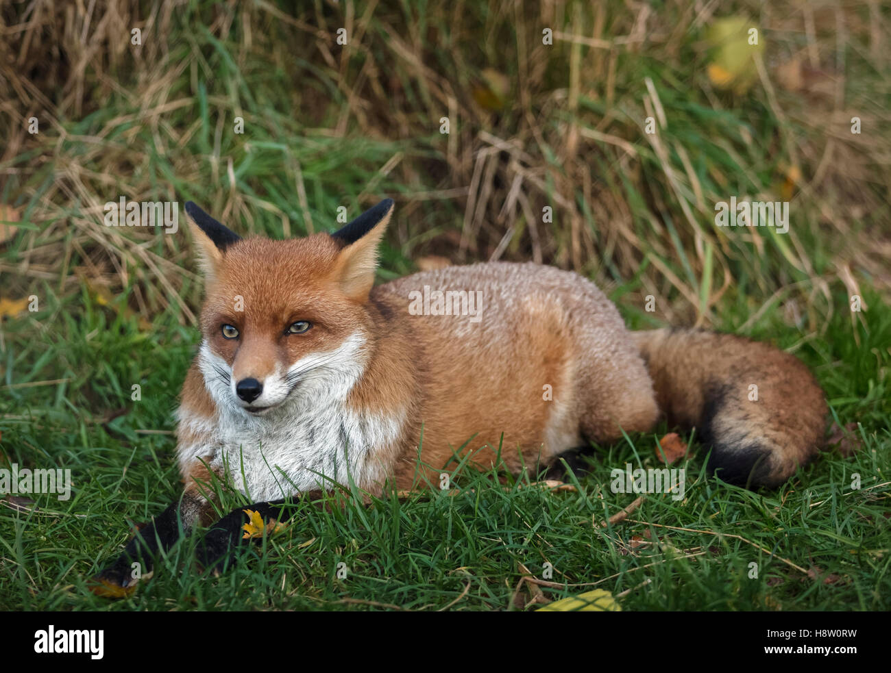 Red fox lying in the grass Stock Photo - Alamy