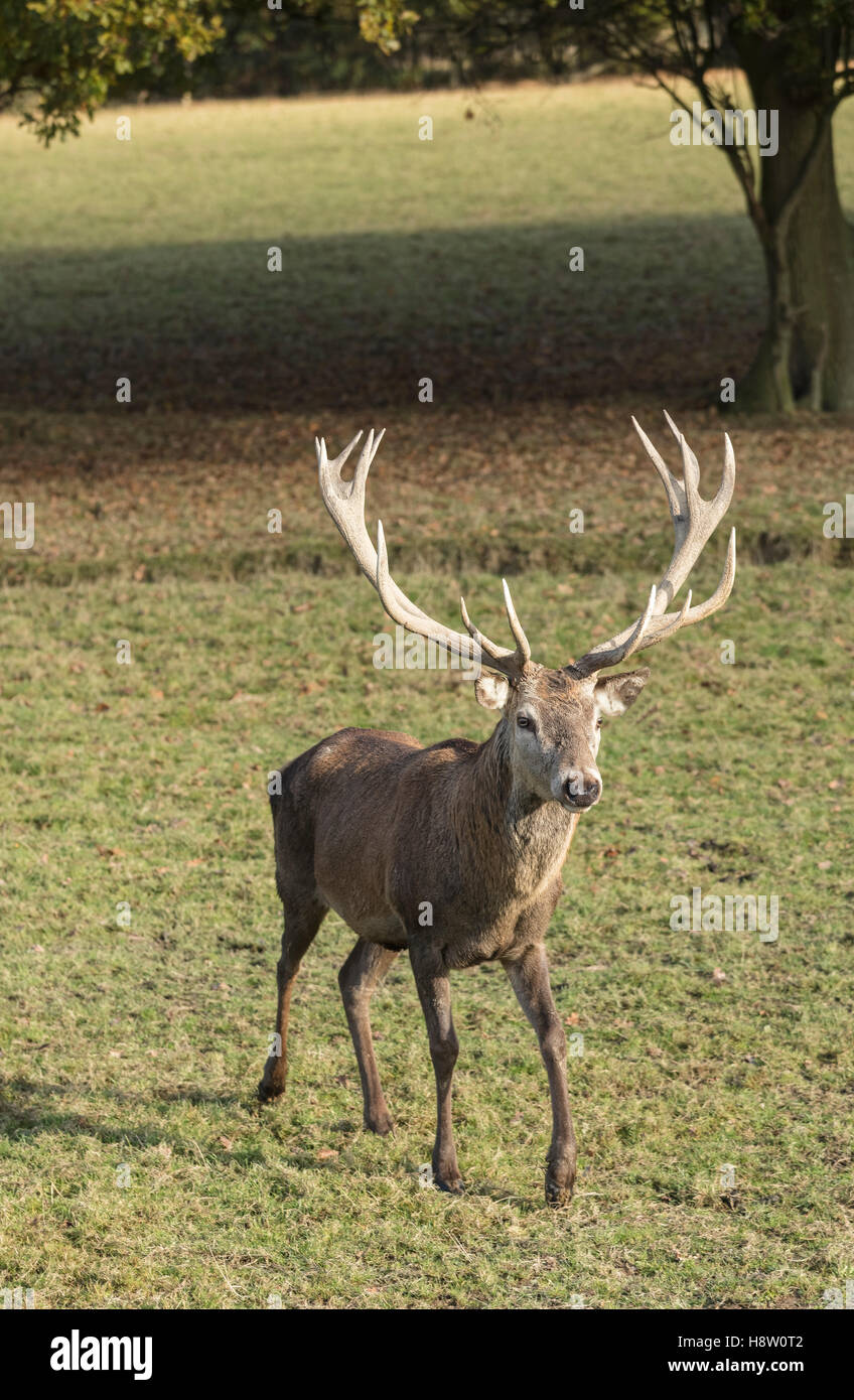 Red deer stag with large set of antlers running in a field with ...