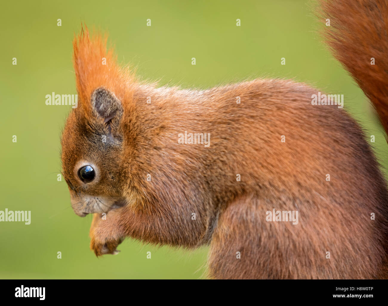 Side close up view of a red squirrel on plain green background Stock ...