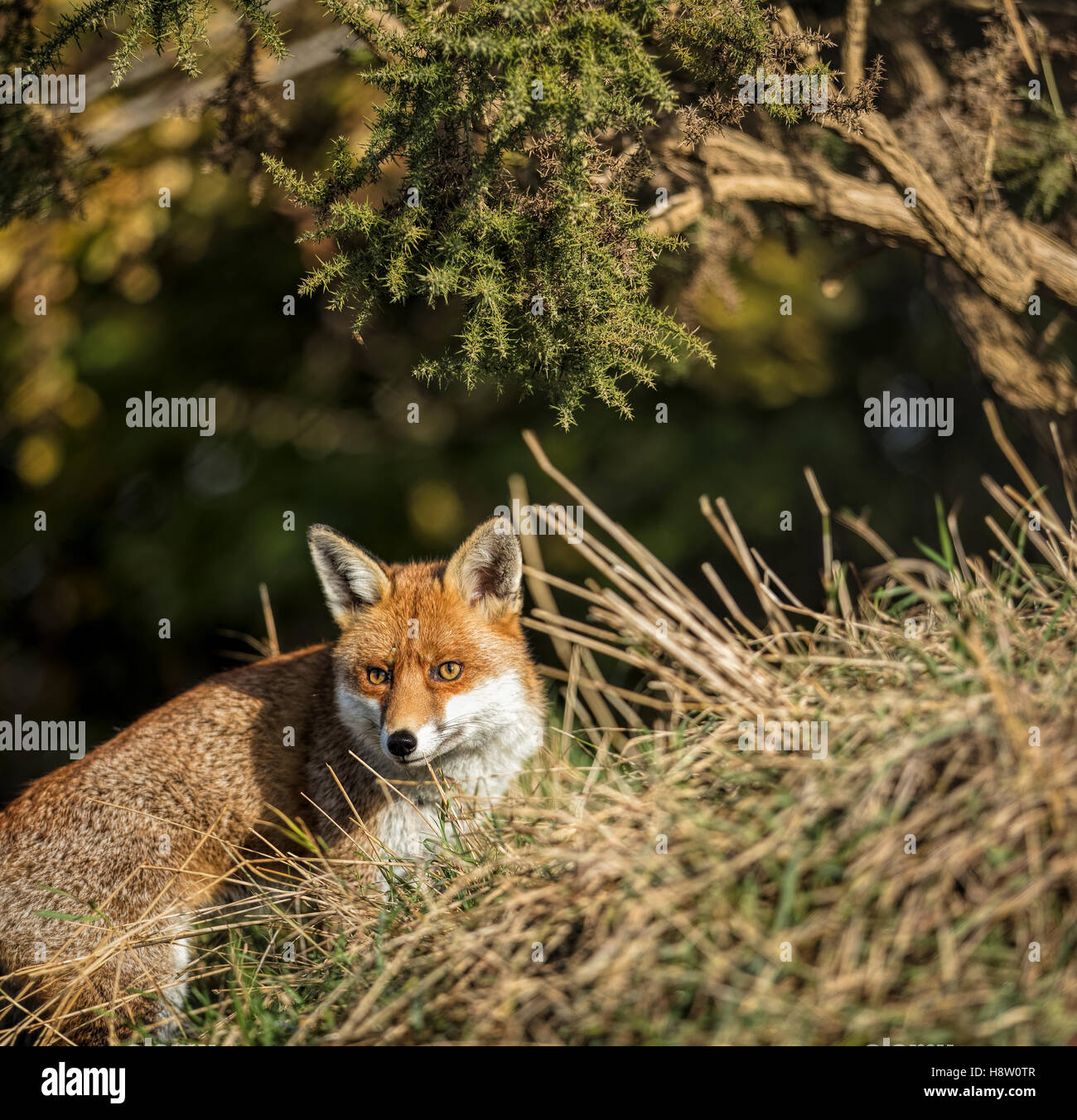 Red fox in the grass in front of some trees in nice lighting Stock ...