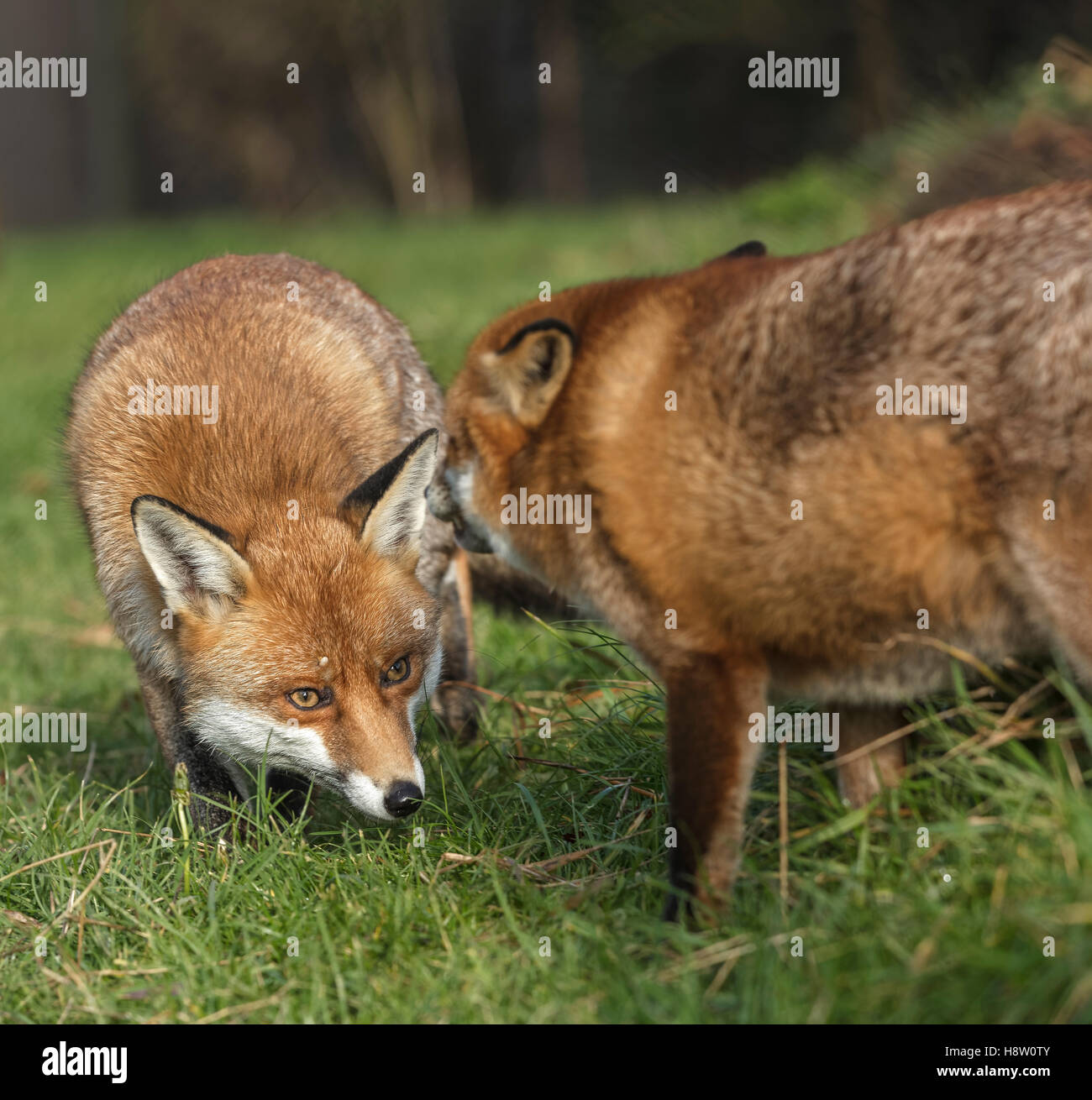 Two red foxes playing together on grass Stock Photo - Alamy