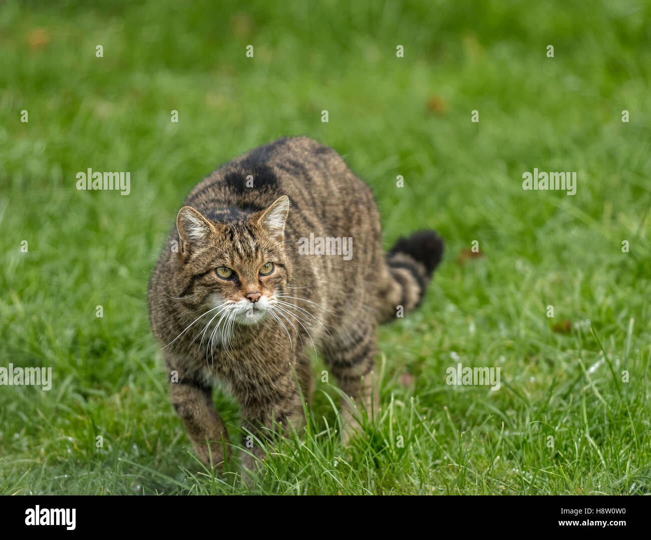 Scottish wildcat four legs hi-res stock photography and images - Alamy