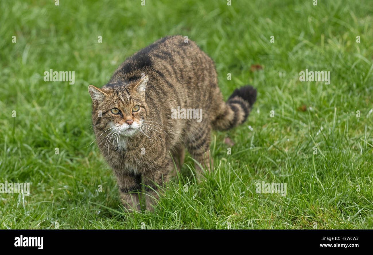 Scottish wildcat four legs hi-res stock photography and images - Alamy