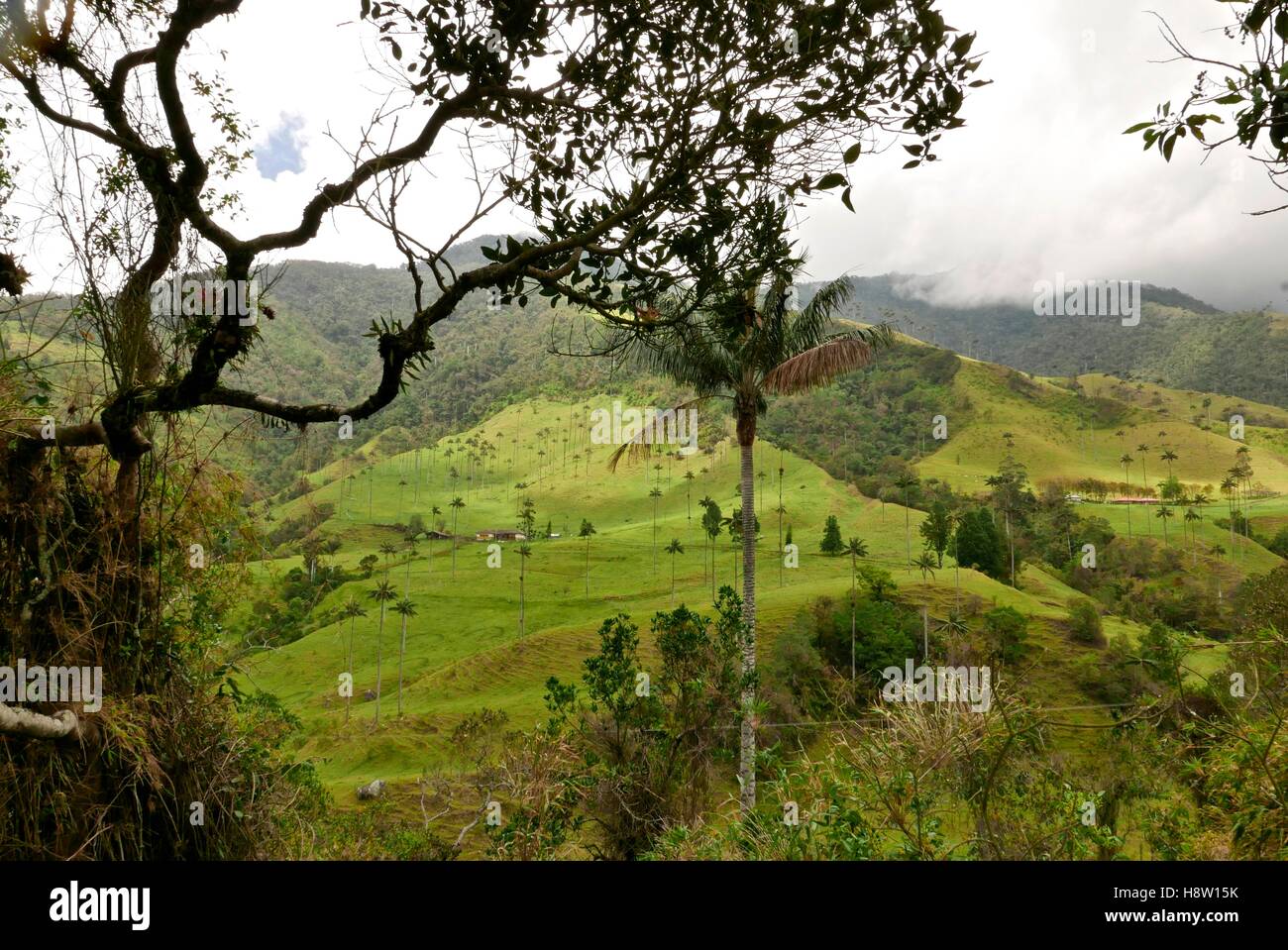 Towering wax palms, the Colombian national tree. Cocora Valley, Quindio ...