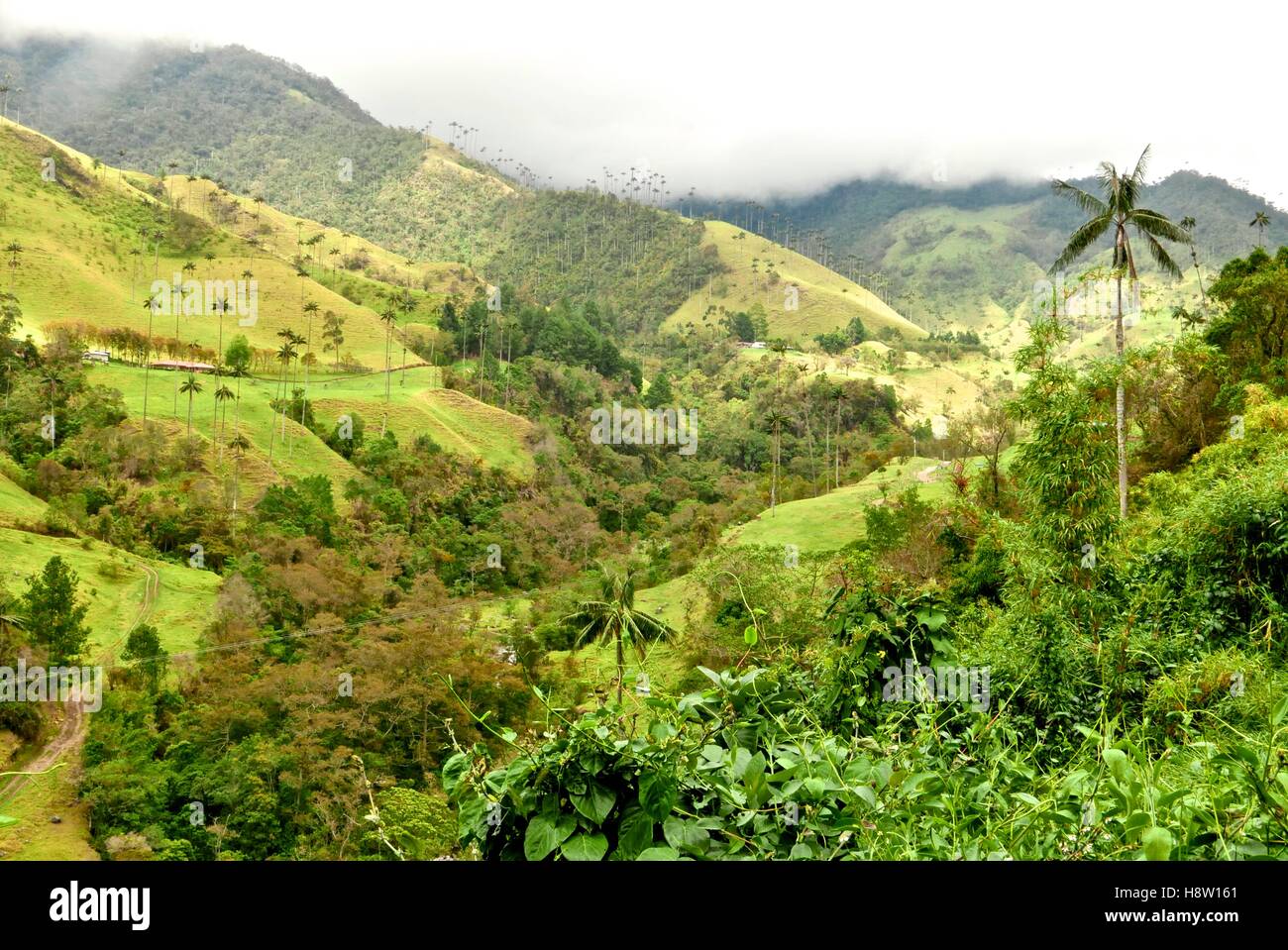 Wax palms hi-res stock photography and images - Alamy