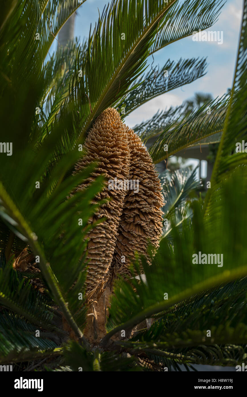 Palm tree bud hi-res stock photography and images - Alamy
