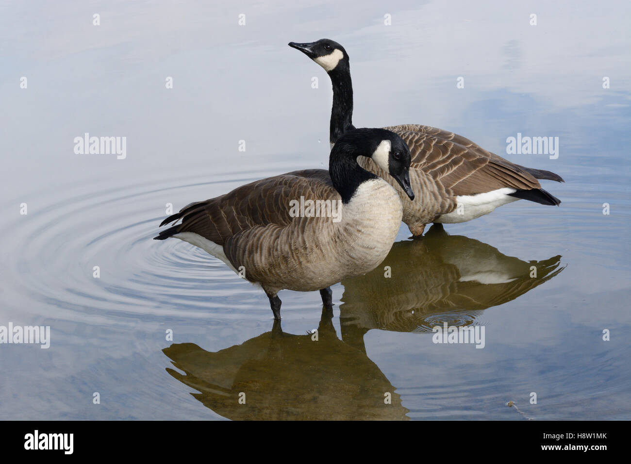 Two Canada geese in lake and reflections Stock Photo - Alamy