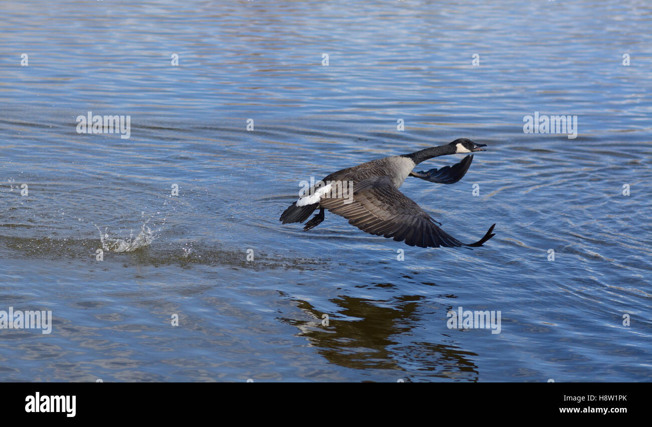 Canada goose flying over water hi-res stock photography and images - Alamy