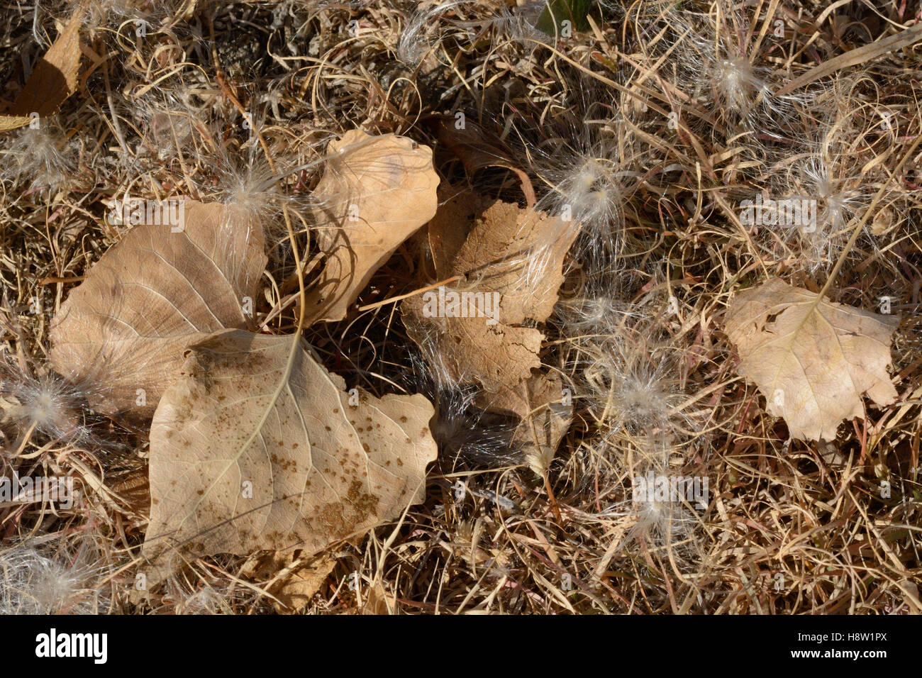 Winter Wetlands background texture Stock Photo - Alamy