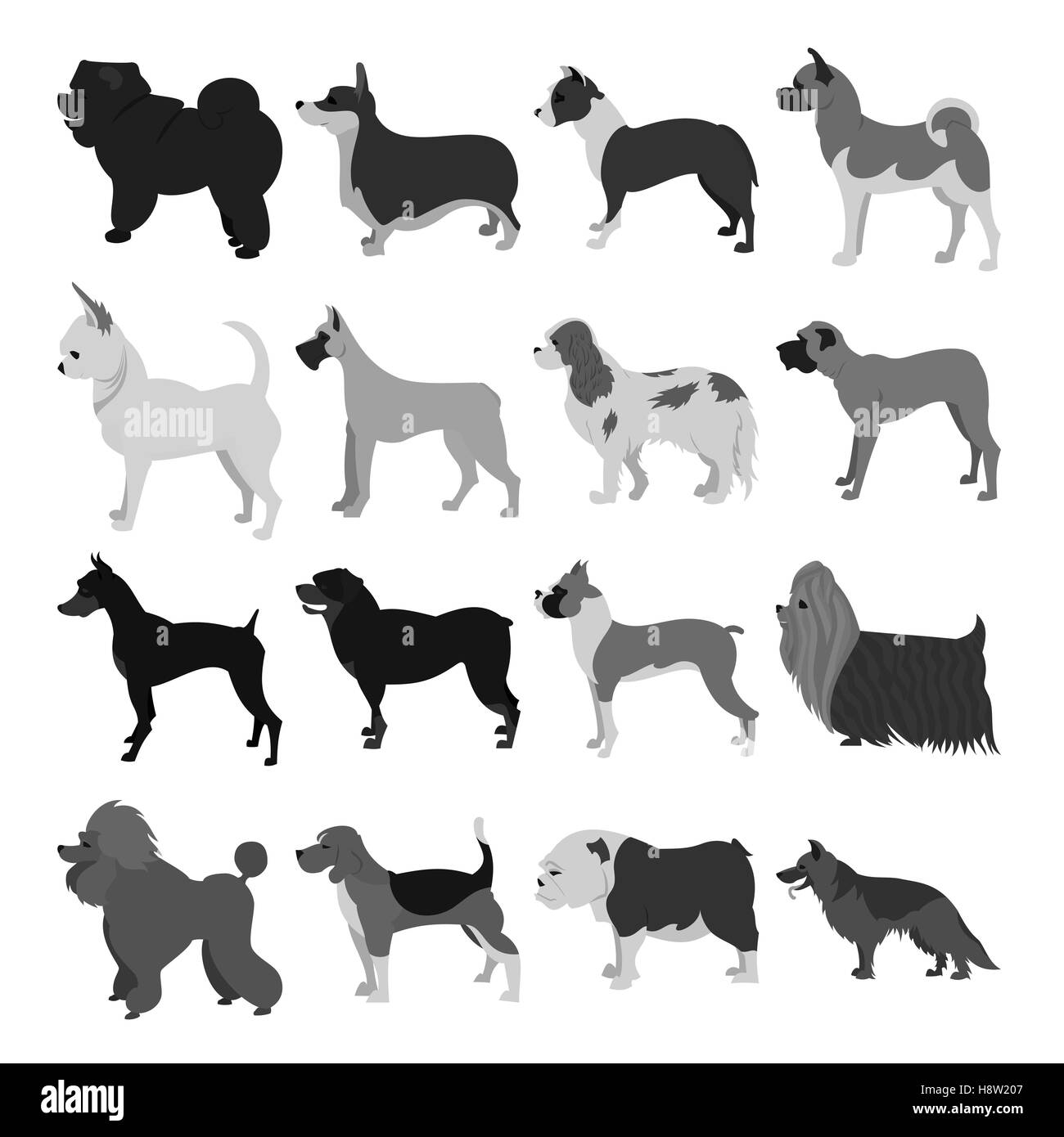 Welsh breeds Cut Out Stock Images & Pictures - Alamy