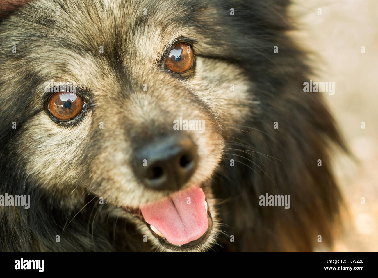 Spitz dog hi-res stock photography and images - Alamy