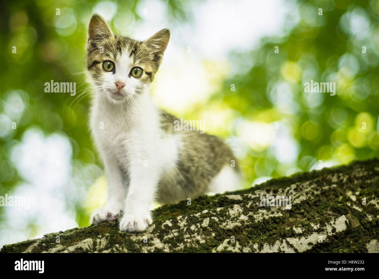 Little cat climbs on walnut tree Stock Photo - Alamy