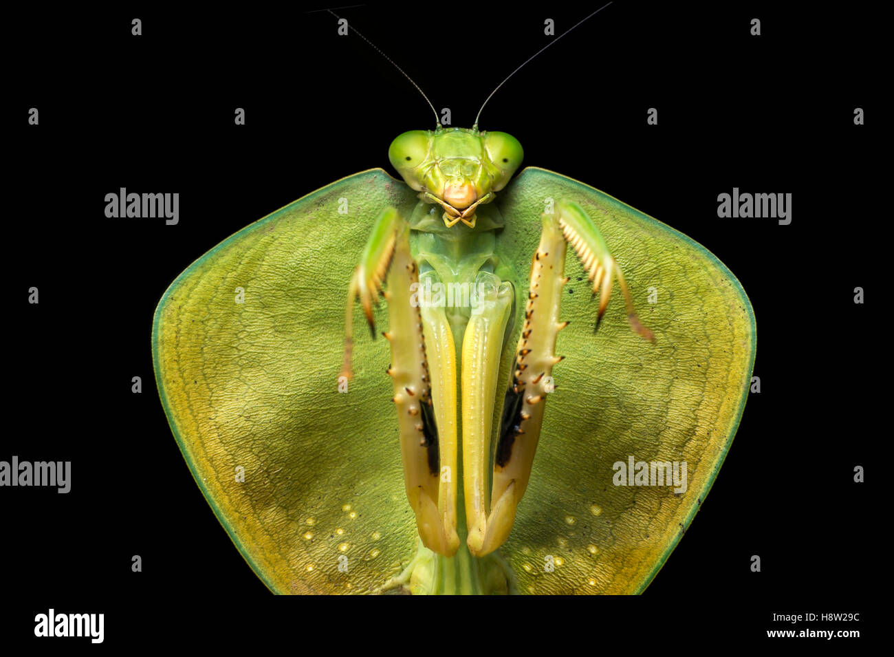 Shield mantis (Choeradodis sp.), Choco Forest Canande River Nature ...
