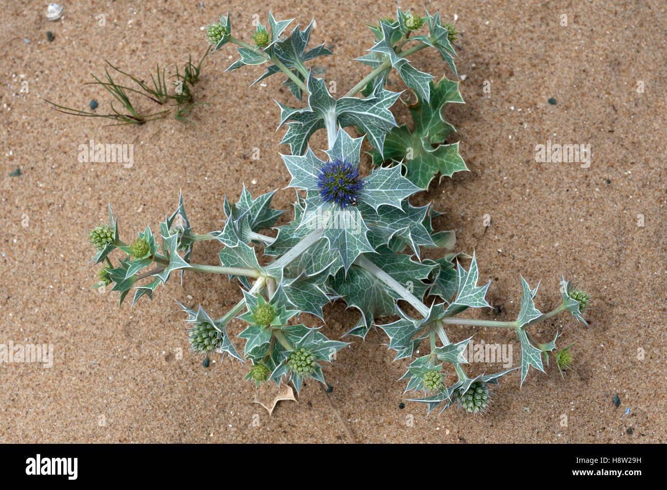 Blooming beach thistle (Eryngium maritimum) on a sand dune, Atlantic ...