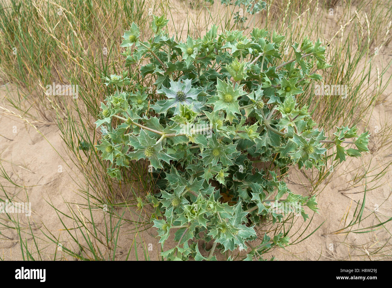 Beach thistle (Eryngium maritimum) on a sand dune, Atlantic Coast ...
