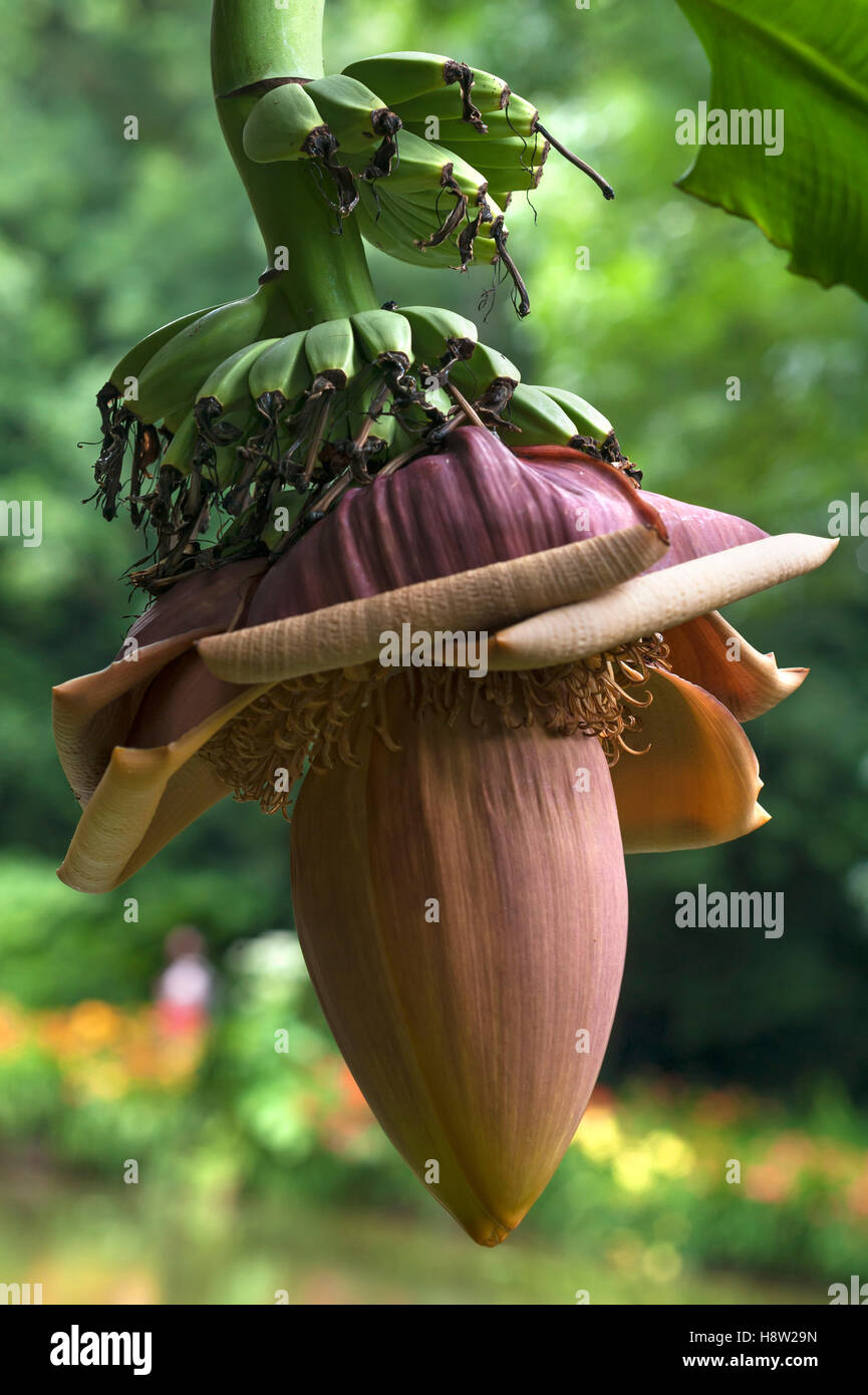 Flower and fruit of the banana tree (Musaceae), Parc Floral et Tropical ...