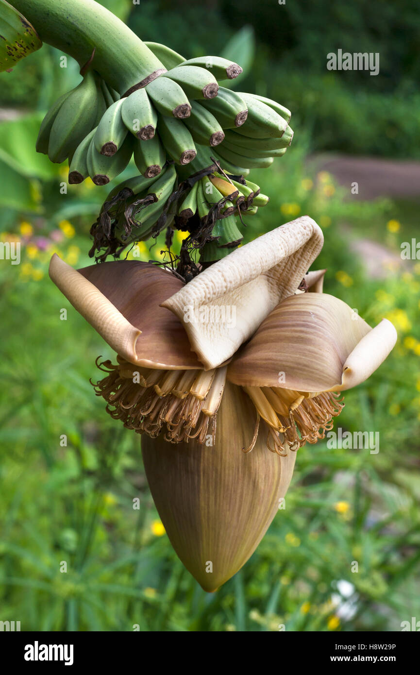 Flower and fruit of the banana tree (Musaceae), Parc Floral et Tropical ...