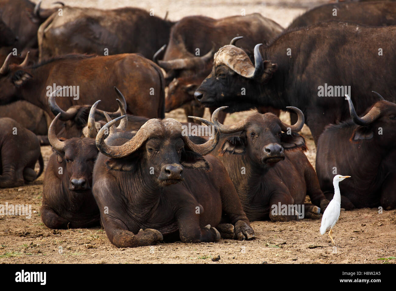 Buffalo syncerus cattle egret bubulcus hi-res stock photography and ...