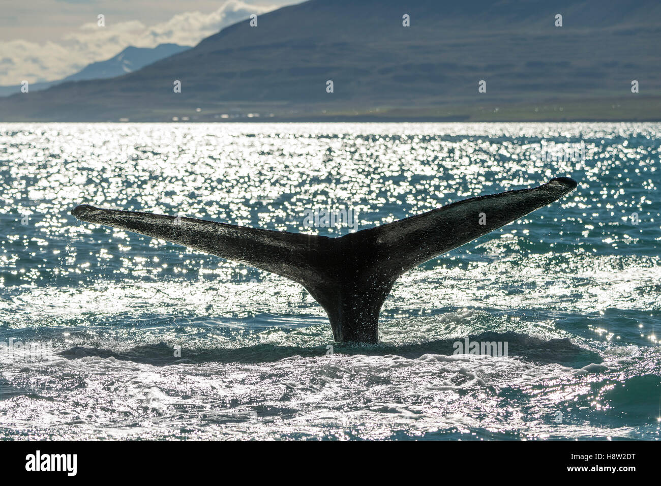 Tail, flukes, diving humpback whale (Megaptera novaeangliae ...