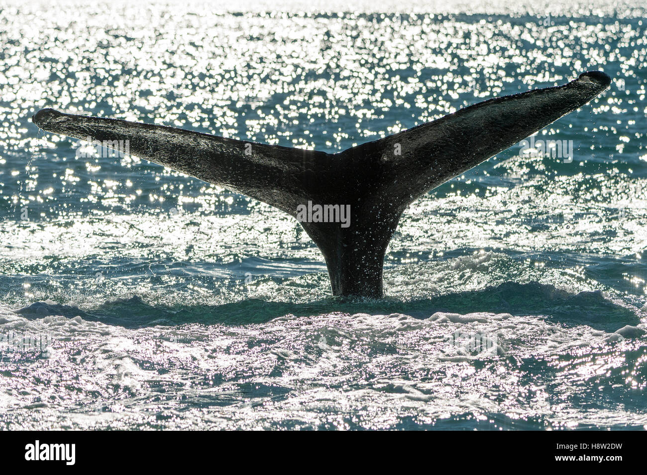 Tail, flukes, diving humpback whale (Megaptera novaeangliae ...