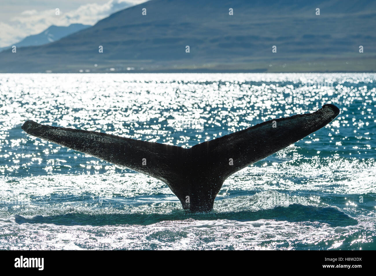 Tail, flukes, diving humpback whale (Megaptera novaeangliae ...