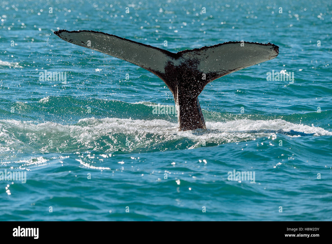 Tail, flukes, diving humpback whale (Megaptera novaeangliae ...