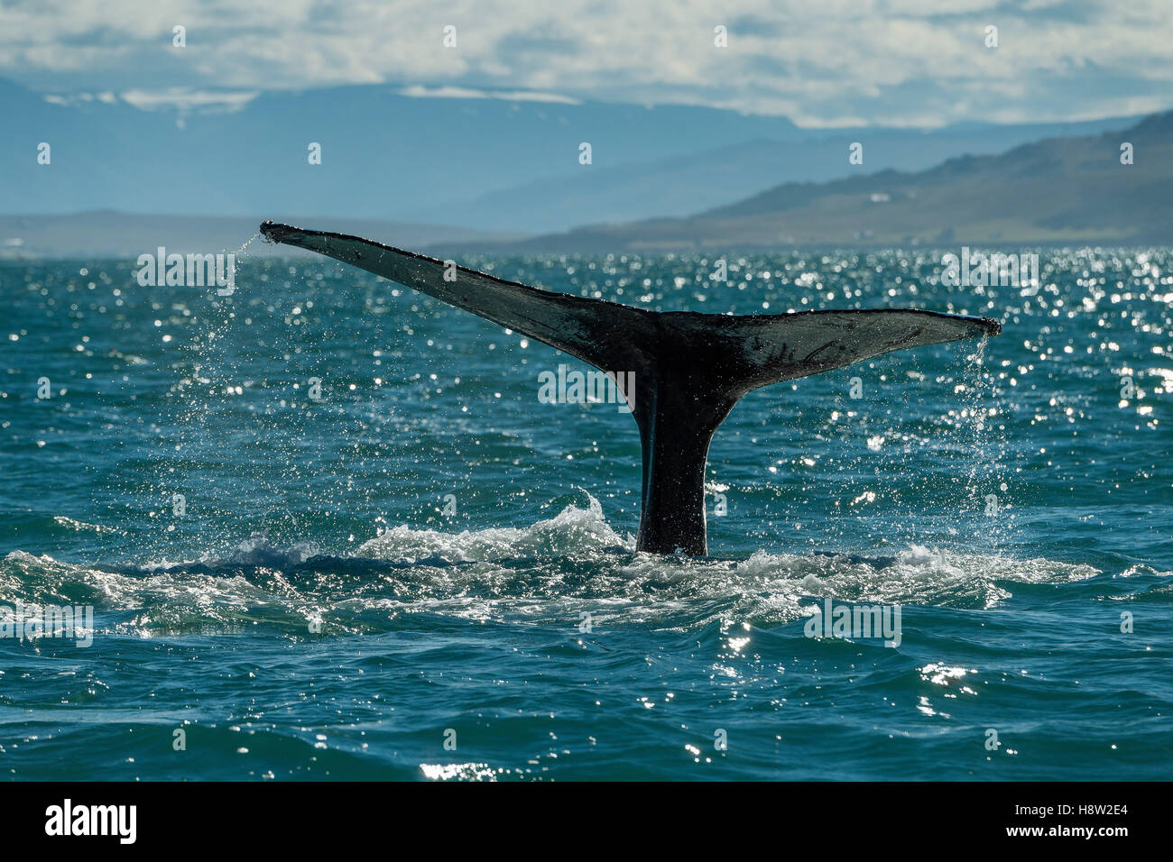 Tail, flukes, diving humpback whale (Megaptera novaeangliae ...