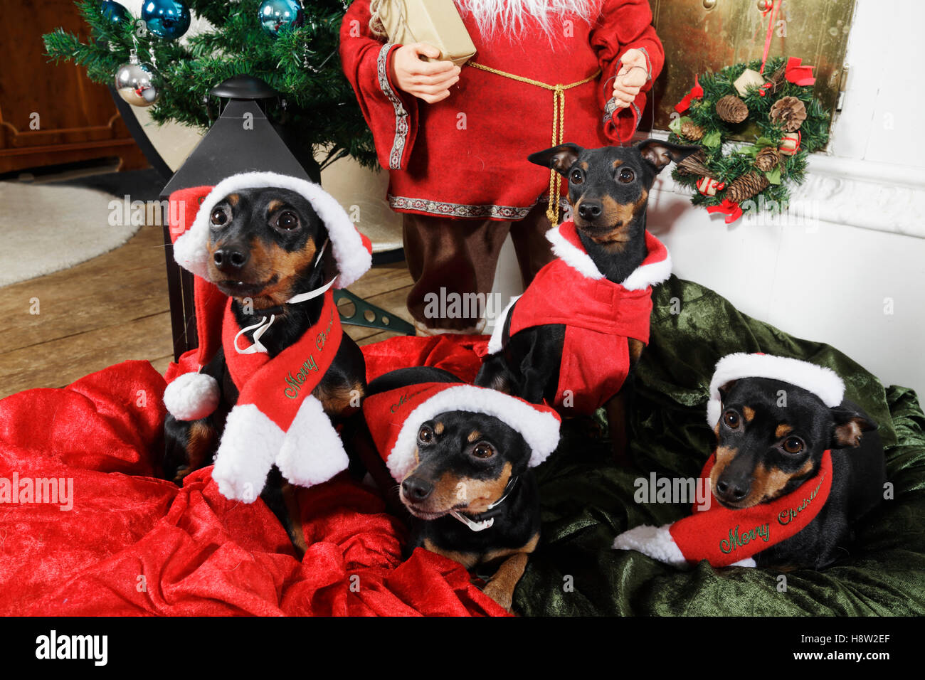 Pinchers hi-res stock photography and images - Alamy