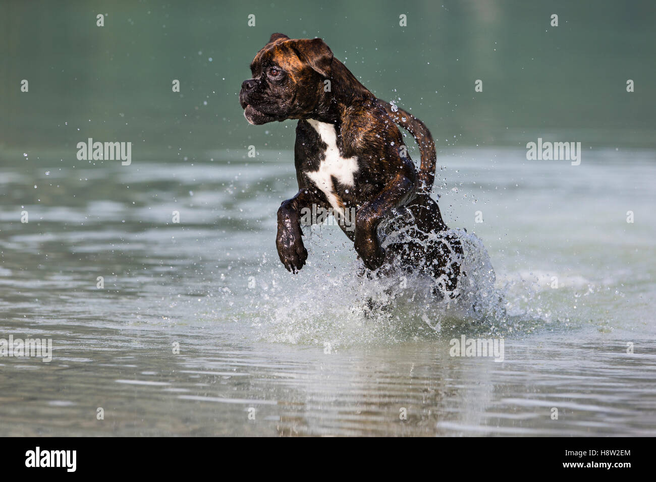 Boxer jumping in water, Austria Stock Photo - Alamy