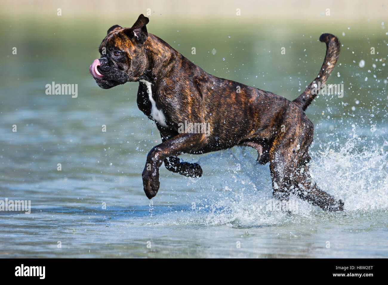Full length jump water splash hi-res stock photography and images - Alamy