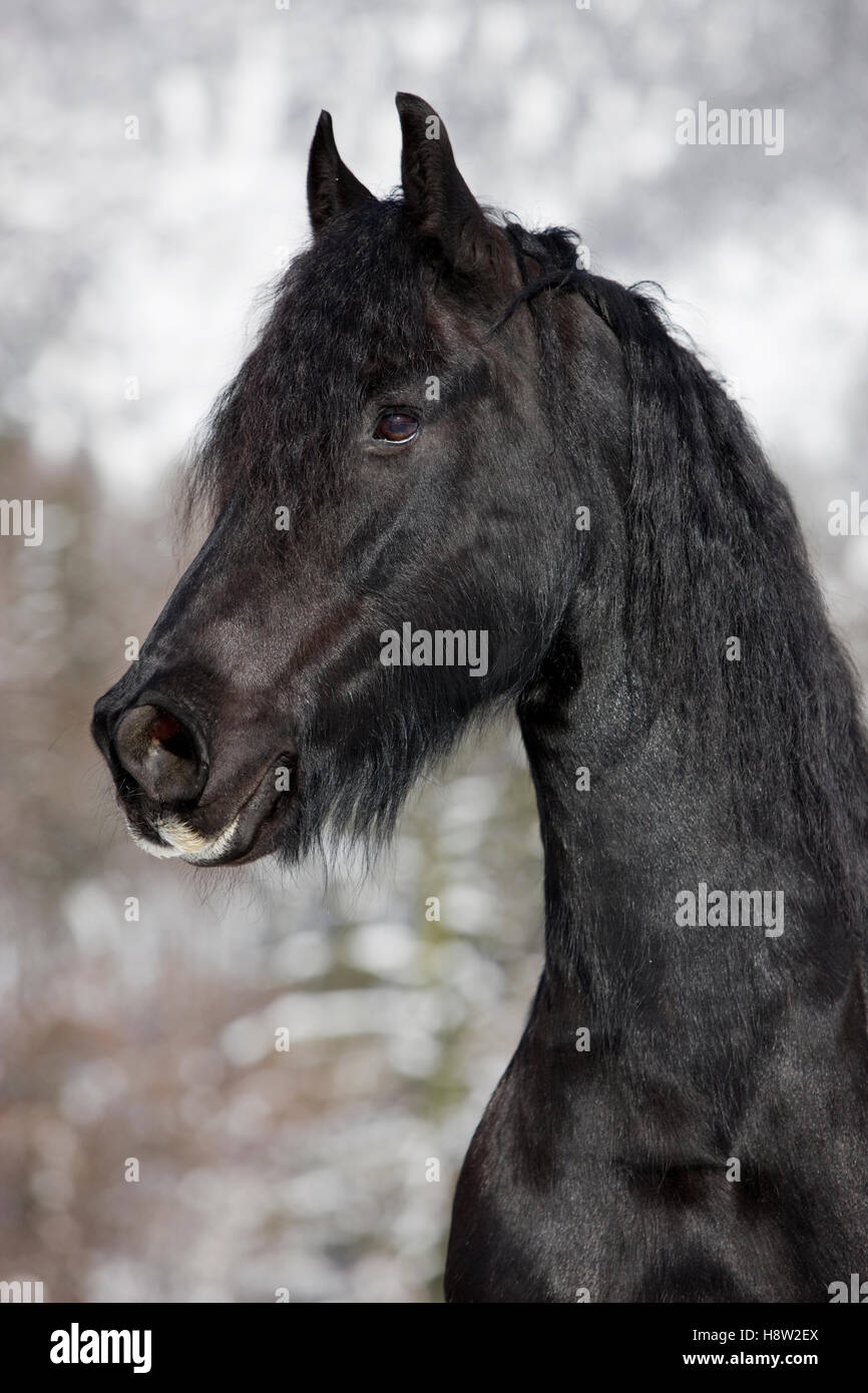 Friesian horse, winter, Austria Stock Photo - Alamy