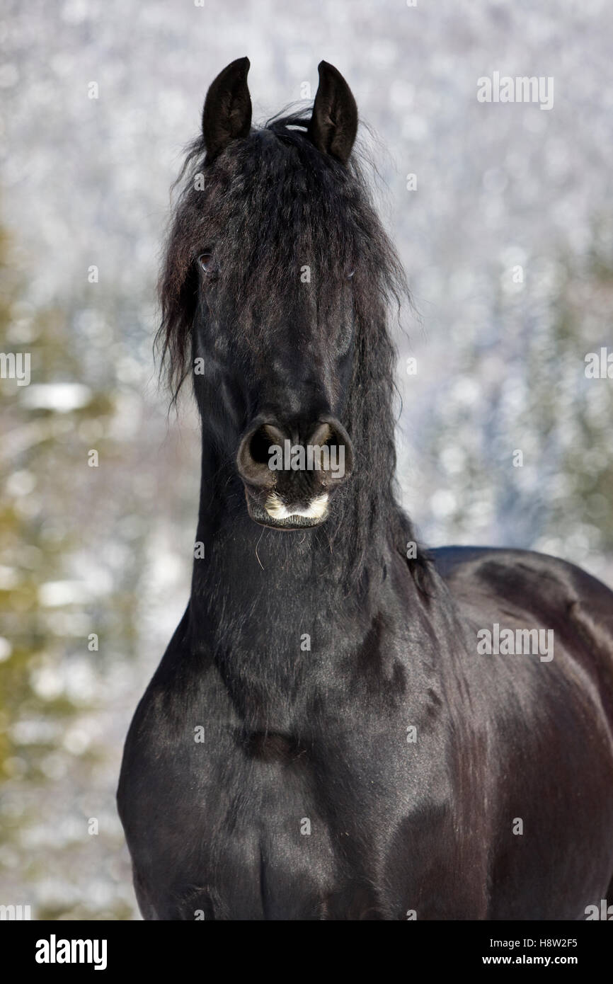 Friesian horse, winter, Austria Stock Photo - Alamy