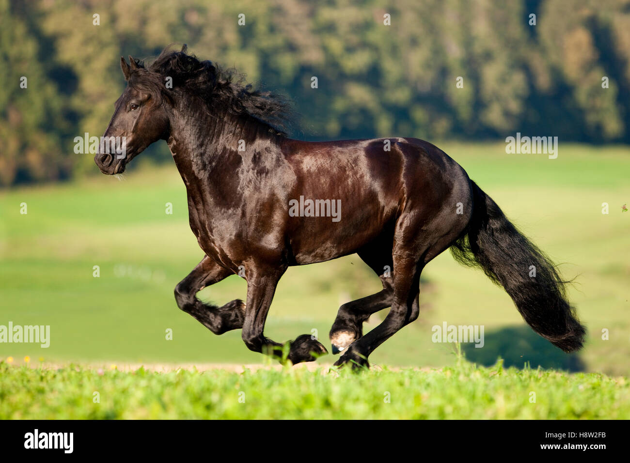 Galloping horse hi-res stock photography and images - Alamy