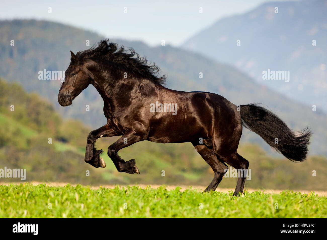 Galloping galloping hi-res stock photography and images - Alamy